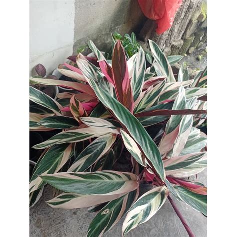 Jual Tanaman Calathea Merah Putih Meranti Bali Shopee Indonesia