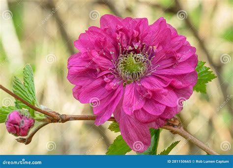 Rubus Spectabilis Olympic Double