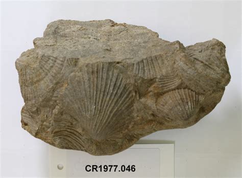 Rock Specimen With Fossil Shells Cr1977 046 Ehive
