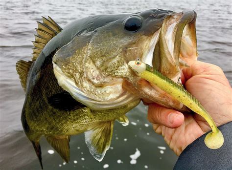 Small Swimbaits — Big Impact Bassmaster