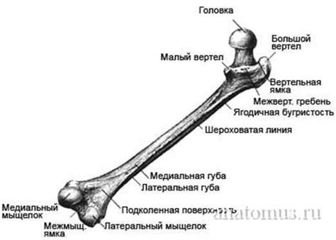 Бедренная кость — Студопедия