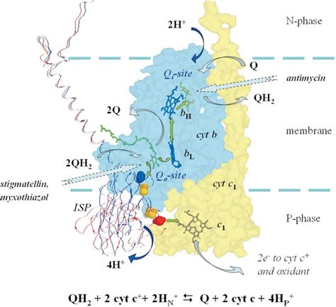 Figure 1 From The Cytochrome Bc1 Complex Function In The Context Of
