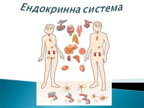 Эндокринная система презентация онлайн