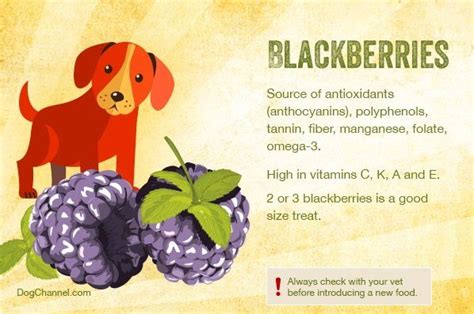 Frutas Y Cantidades Que Puede Comer Un Perro
