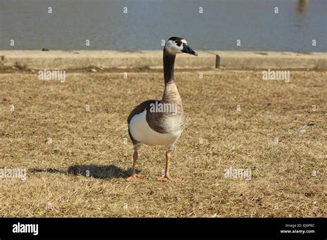 Hybrid Kanadagans Branta Canadensis Und Schwan Gans Anser Cygnoides