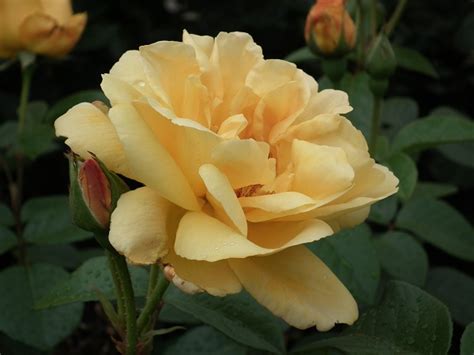 Dreaming Spires Climbing Rose — Parkside Nursery Rose Growers