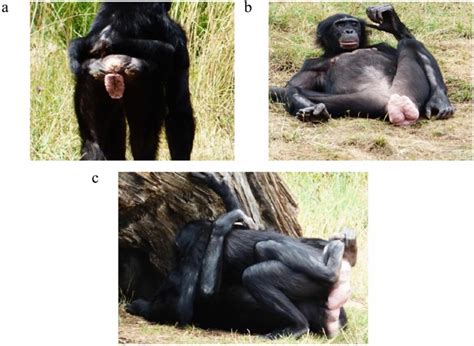 Do Female Bonobos Have Periods