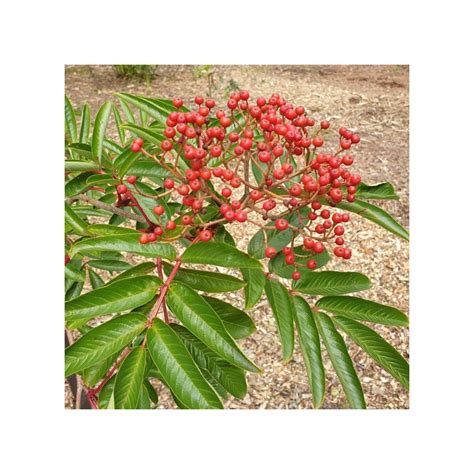 Sorbus Splendens