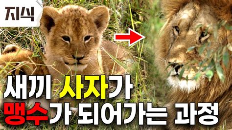 아니 이렇게 귀여웠던 새끼 사자가 맹수가 되다니 새끼 사자의 무리생활과 사냥 훈련 그리고 초원의 왕이 되기까지
