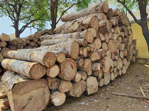 8 Feet Round 20mm Imported Ghana Gmelina Wood Logs At ₹ 1100cubic Feet