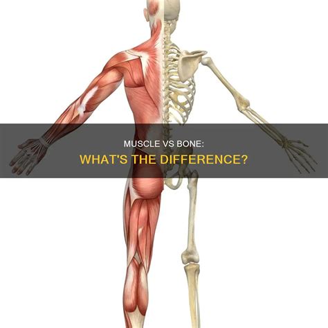 Muscle Vs Bone Whats The Difference Cyvigor