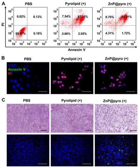 Photodynamic Therapy Mediated By Nontoxic Coreshell Nanoparticles Synergizes With Immune