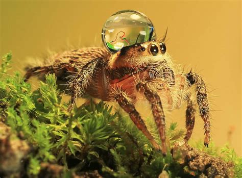 Jumping Spider Water Hat Is Just A Spider With Water On His Head