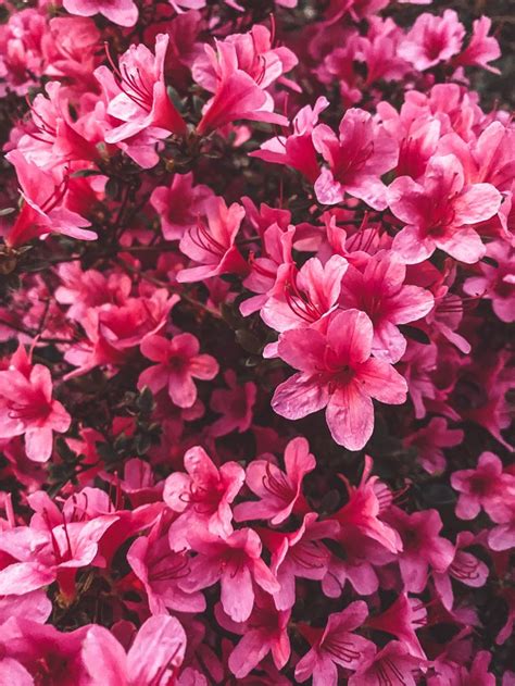 Обои для телефона цветы