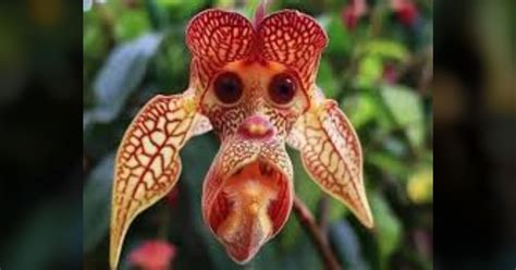 Orquídea Dracula Simia A Flor Que Parece Um Macaco Sos Orquídeas