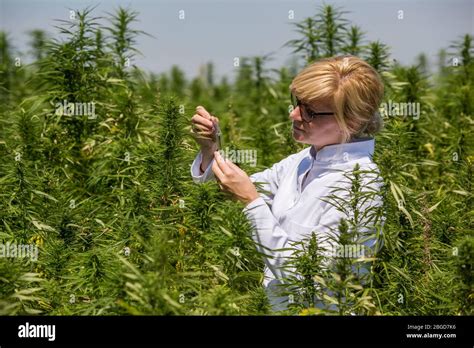 Scientist With Tweezers Taking Samples And Observing Cbd Hemp Plants On