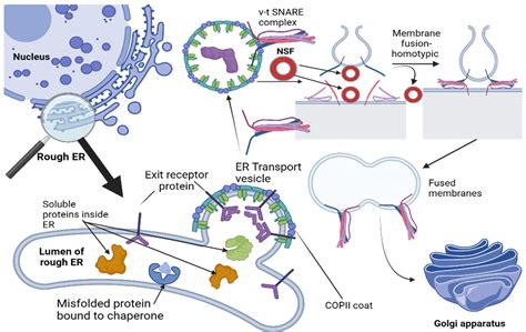 Plant Cell Golgi Body Function