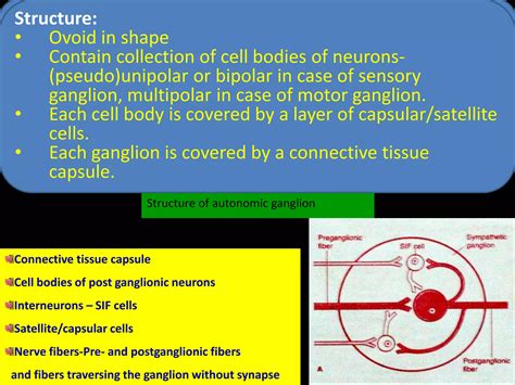 Histology Of Nervous System Pptx