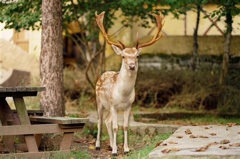 Premium Photo Big Funny Brown Male Deer With Antlers Looking At