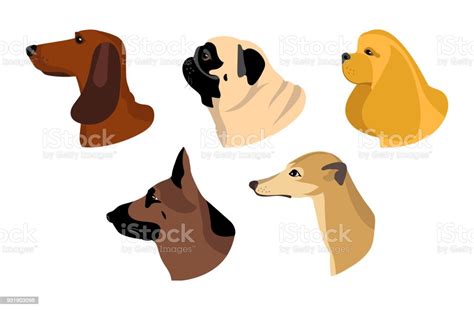 狗的圖示以扁平的樣式向量集的獵犬 哈士奇和其他品種向量圖形及更多 西摩犬圖片 西摩犬 八哥 剪裁圖 Istock