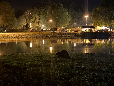 Carmen Eckard Chillin With A Beaver At Merlefest He Facebook