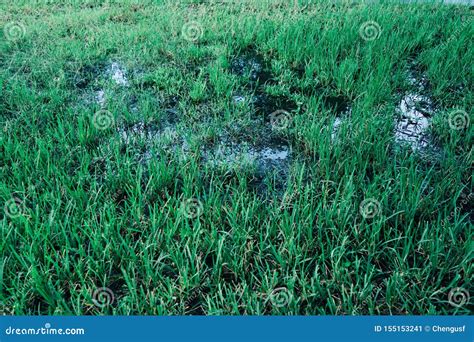 Destroyed Grassland Stock Image Image Of Road Garden 155153241