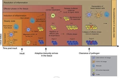 Figure 3 From Dendritic Cells And Monocyte Derived Cells Two