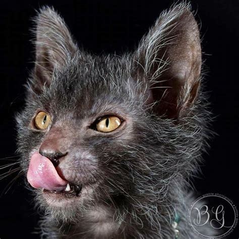 How Long Do Lykoi Cats Live Diy Seattle