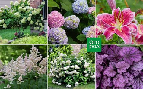 Цветник с обложки для кислой почвы вариант с гортензиями схема и растения Дизайн участка