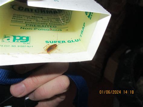 Its Own Staff Reported The Cockroach Infestation That Led To The