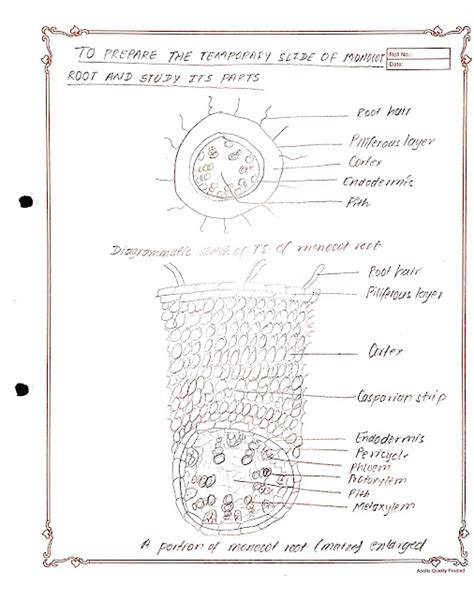 4 To Prepare The Temporary Slide Of Monocot Root And Study Its Parts
