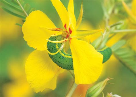 Cloudless Sulphur Alabama Butterfly Atlas