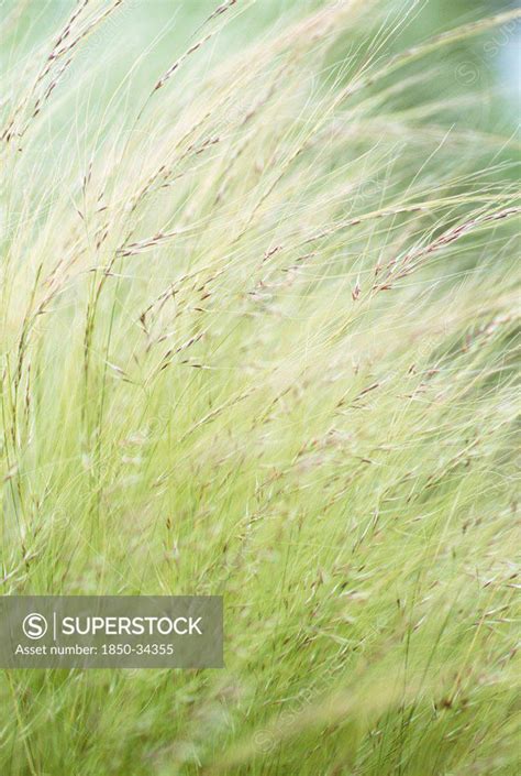 Nasella Tenuissima Stipa Tenuissima Mexican Feather Grass Superstock