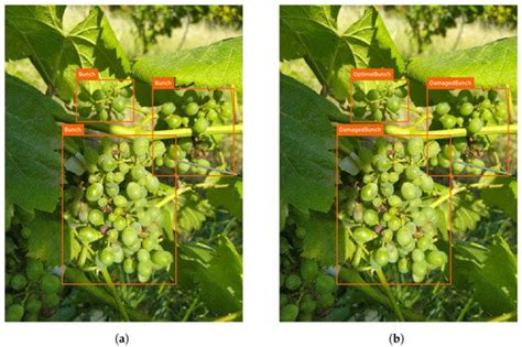 Agronomy | Free Full-Text | Deep Learning YOLO-Based Solution for Grape Bunch Detection and ...