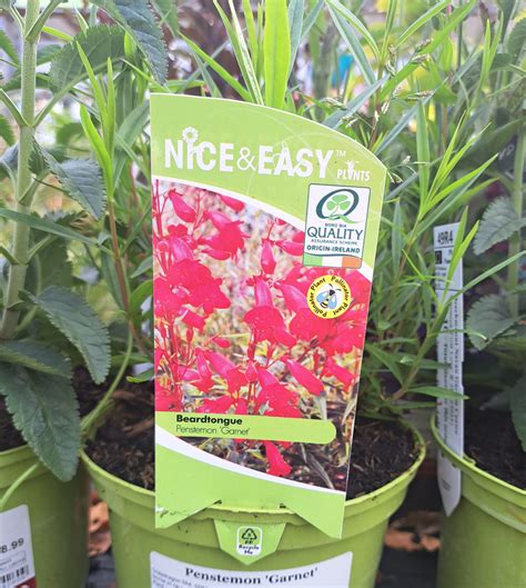 Penstemon Garnet Beechmount Garden Centre