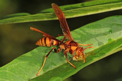 7 Common Wasps And Hornets In Arizona Id Guide Bird Watching Hq