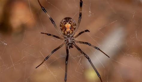 Black Widow Vs Brown Widow Whats The Difference Native Pest