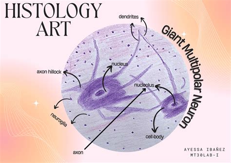 Giant Multipolar Neuron Photo Histology Art Mt 30 I 2022