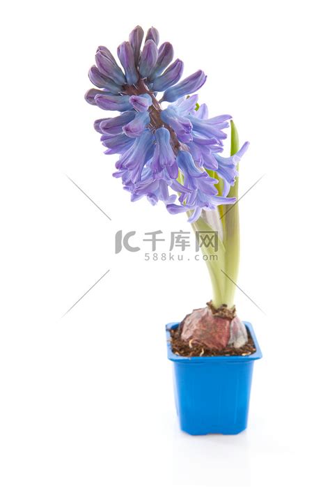 紫色风信子花高清摄影大图 千库网