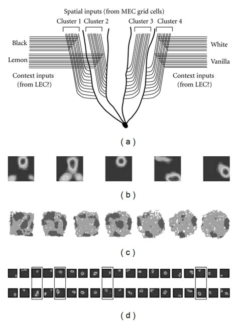 A Schematic Of The Proposed Clustering Of Grid Cell Inputs To A