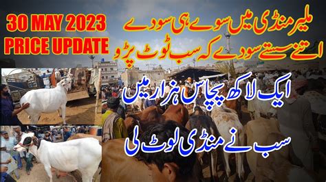 Malir Mandi Karachi Cattle Rates Update 30 May 2023 YouTube