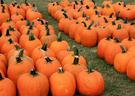 Pumpkins Squash And Gourds Oh My Mississippi State University