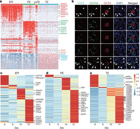Transcriptome Dynamics At Post Implantation Stages A The Expression Download Scientific