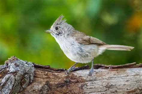 Juniper Titmouse Baeolophus Ridgwayi Information Earth Life