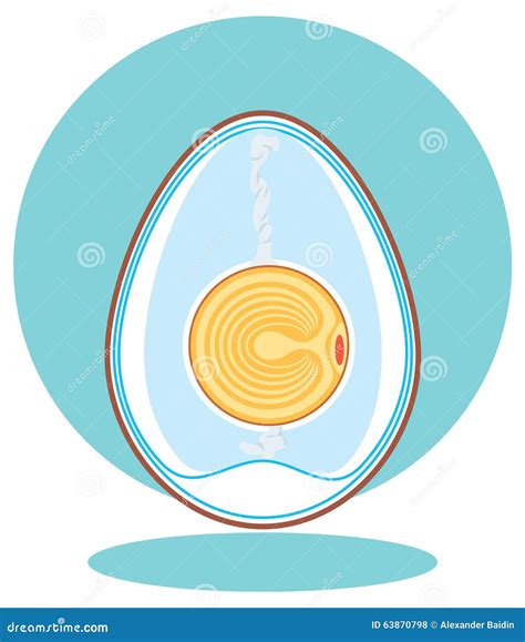 Vector Chicken Embryo Egg Stock Vector Illustration Of Protein