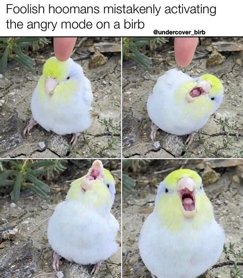 2896 Best Angry Birds Irl Images On Pholder Okbuddyretard Divorced