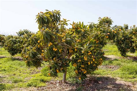 How To Grow And Care For Loquat Trees Gardeners Path