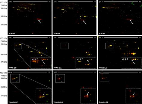 Fitge Based Target Id Using Target Id Probes Embedded With Three Photoa
