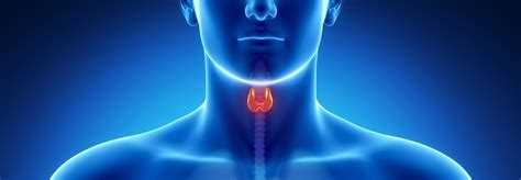 Ultrasound Guided Fine Needle Aspiration Biopsy Of The Thyroid Fna