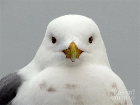 J Livingston Seagull Photograph By Rick Maxwell Fine Art America